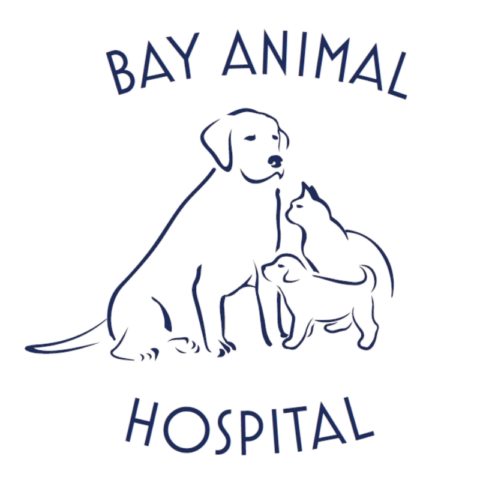 Bay Animal Hospital | Best Veterinary Hospital In Essexville, MI