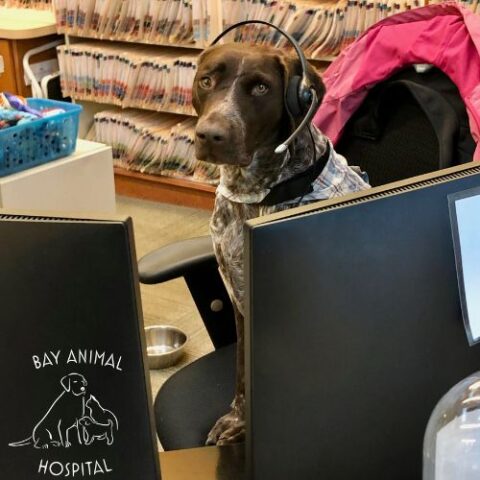 Contact Us | Bay Animal Hospital